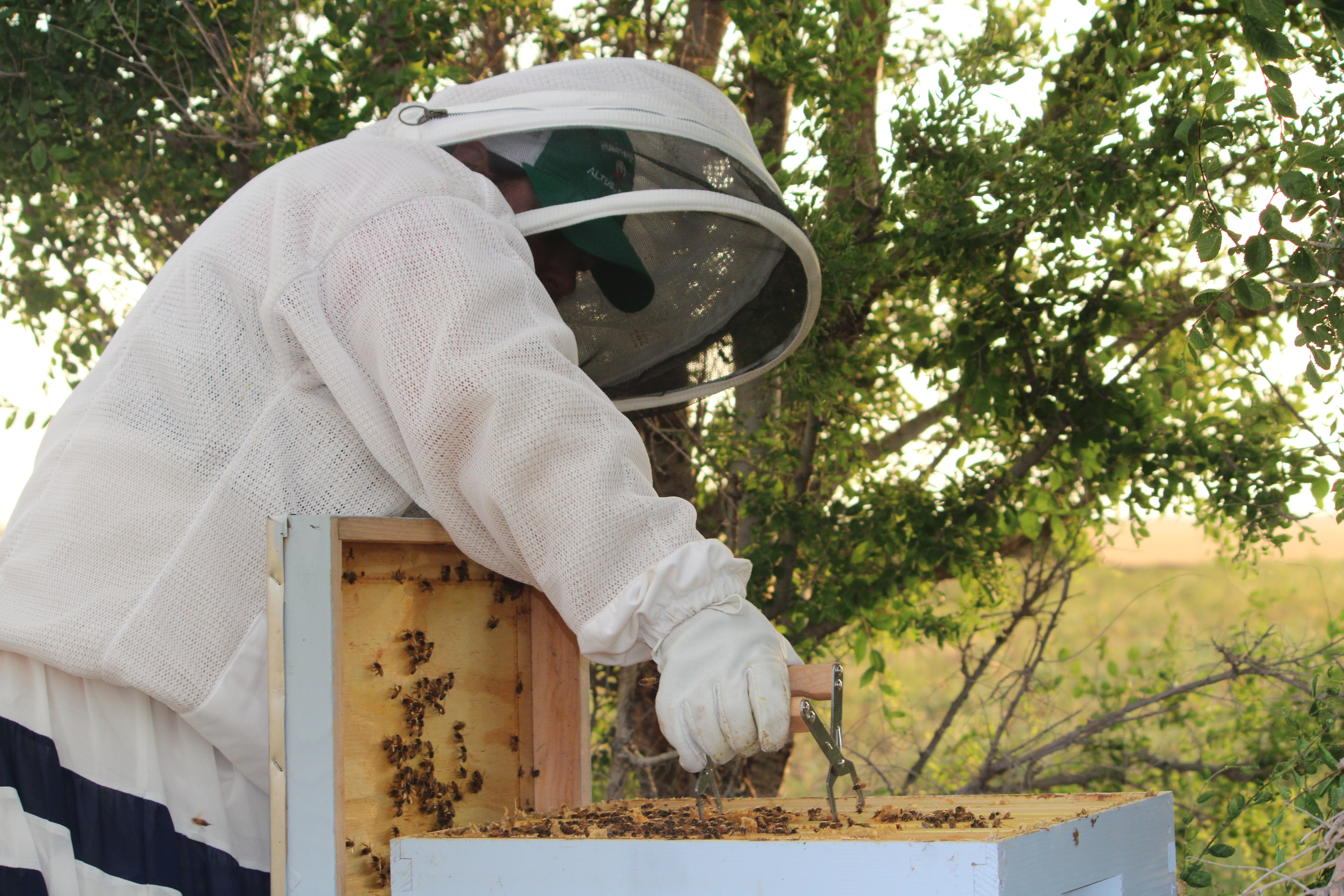 Cleaning my bee suit – Adventures In Altus